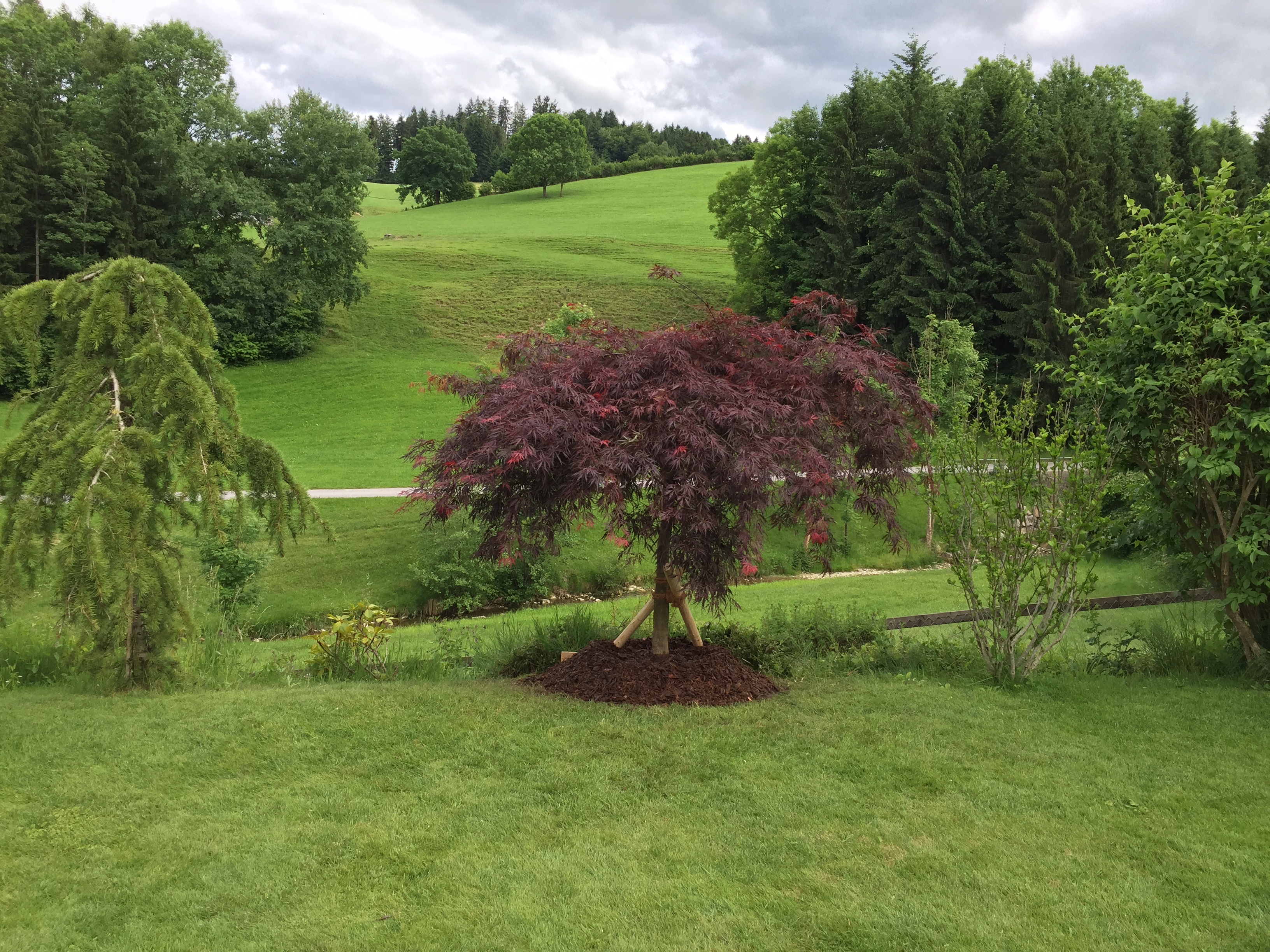 🌱 Baumpflanzung: Den Baum am richtigen Ort pflanzen.